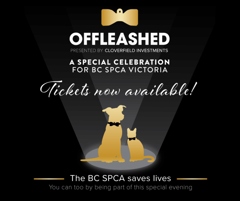 Offleashed Victoria - A Special Celebration for the BC SPCA Victoria - Downtown Victoria Events